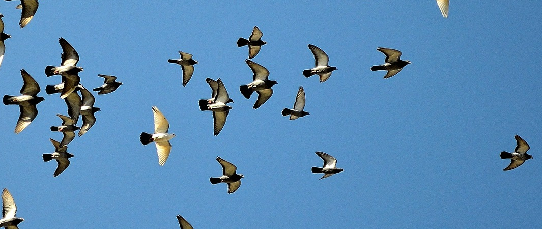 Club del colom de Vol Català – Recuperació de patrons, foment de la ...